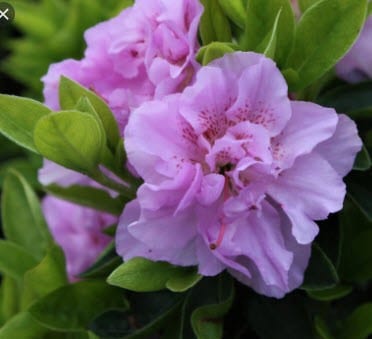 Azalea evg 'Elsie Lee' - C. M. Brown Nurseries Inc.