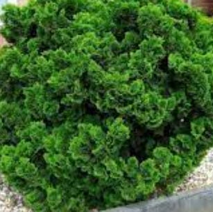 Chamaecyparis o 'Gracilis' - C. M. Brown Nurseries Inc.