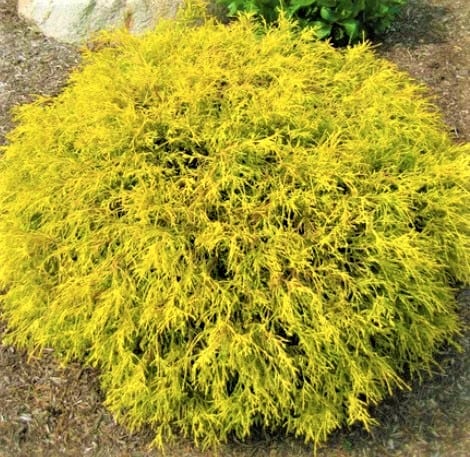Chamaecyparis p.f. 'Gold Mop' - C. M. Brown Nurseries Inc.