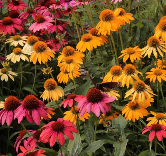 Echinacea 'Cheynne Spirit' - C. M. Brown Nurseries Inc.