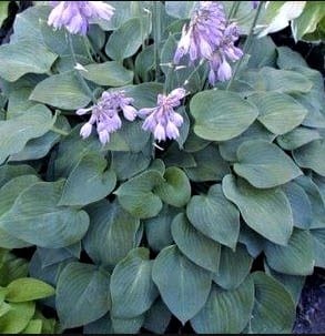 Hosta 'Blue Cadet' - C. M. Brown Nurseries Inc.