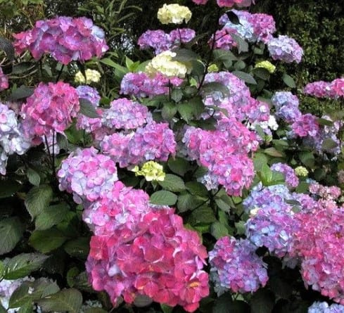 Hydrangea m 'All Summer Beauty' - C. M. Brown Nurseries Inc.