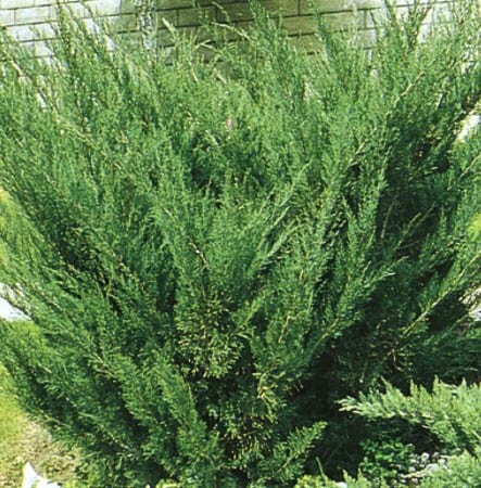 Juniper ch 'Sea Green' - C. M. Brown Nurseries Inc.