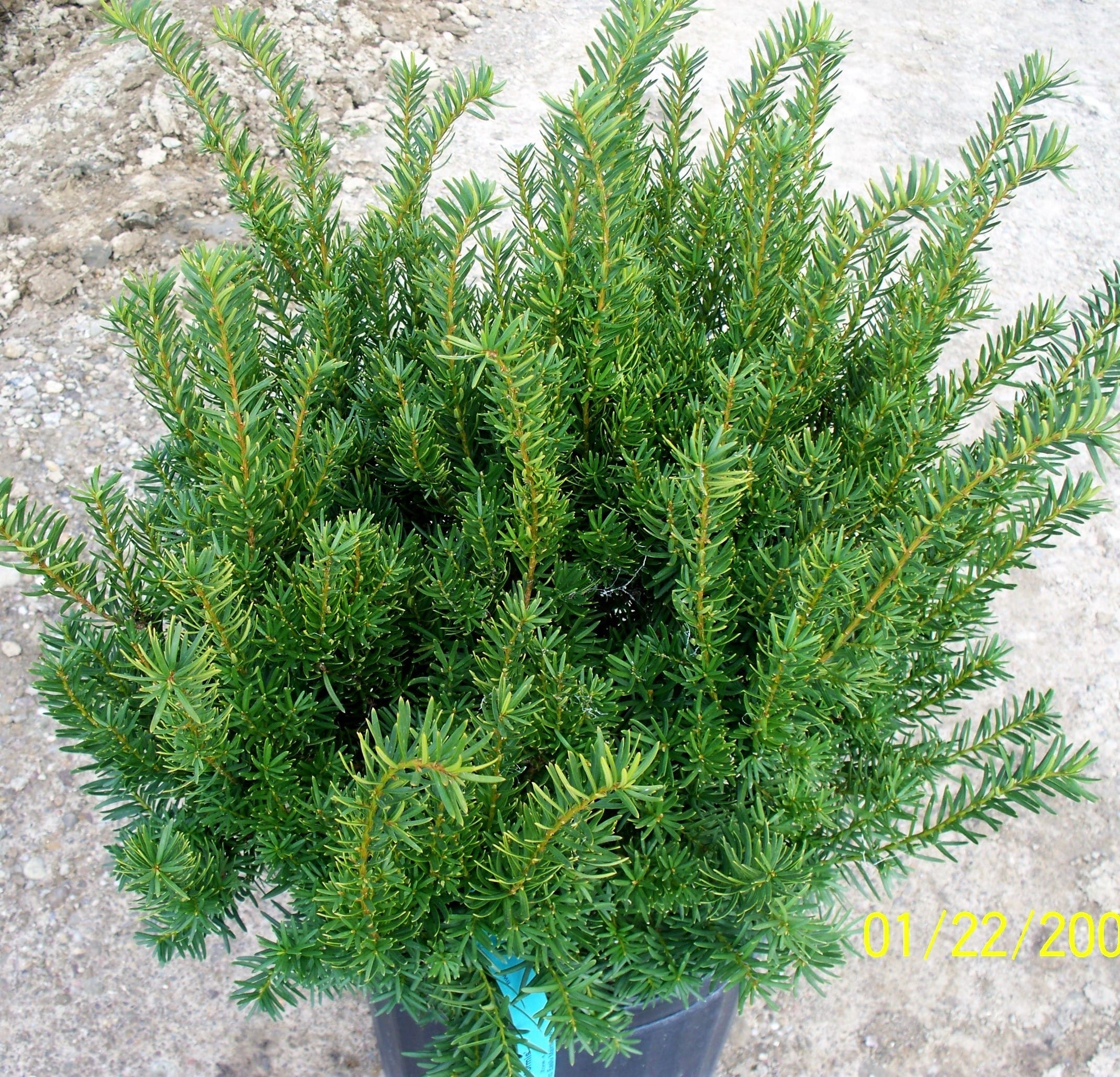 Taxus x media 'Densiformis' - C. M. Brown Nurseries Inc.