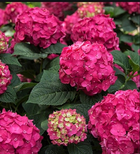 Hydrangea m. 'Bailmacfive' PP30359 /Endless Summer® Summer Crush® - C ...